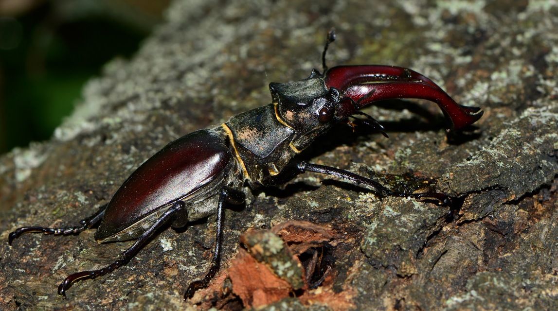 nagy szarvasbogár - Lucanus cervus
