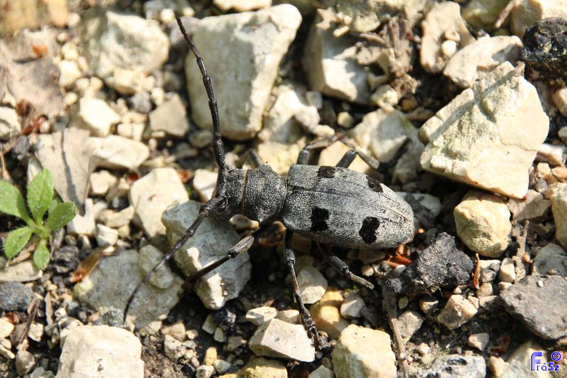 gyászcincér - Morimus asper funereus