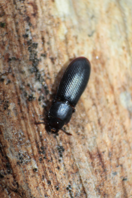 lisztmentő korongbogár - Tenebroides mauritanicus