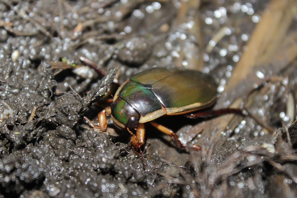 tompacsípős csíkbogár - Dytiscus dimidiatus