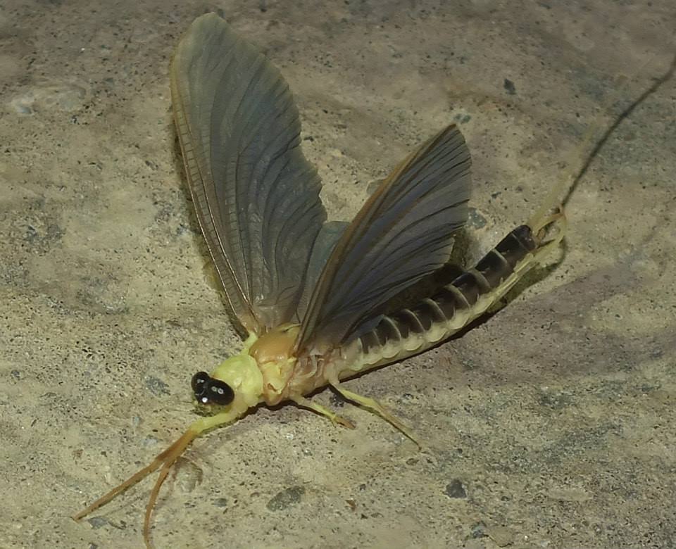 tiszavirág - Palingenia longicauda