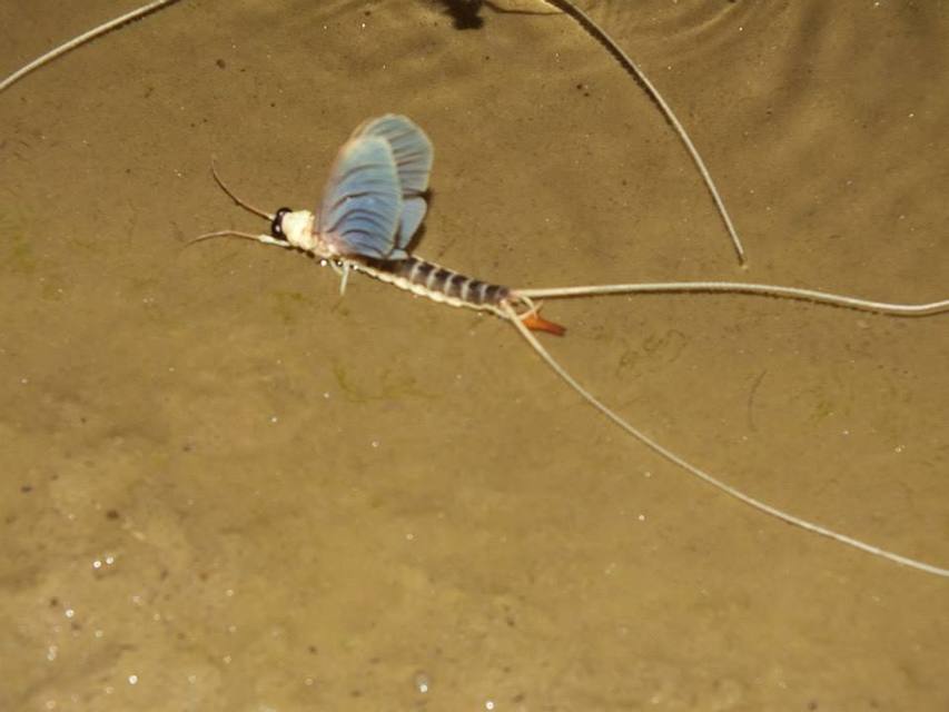 tiszavirág - Palingenia longicauda