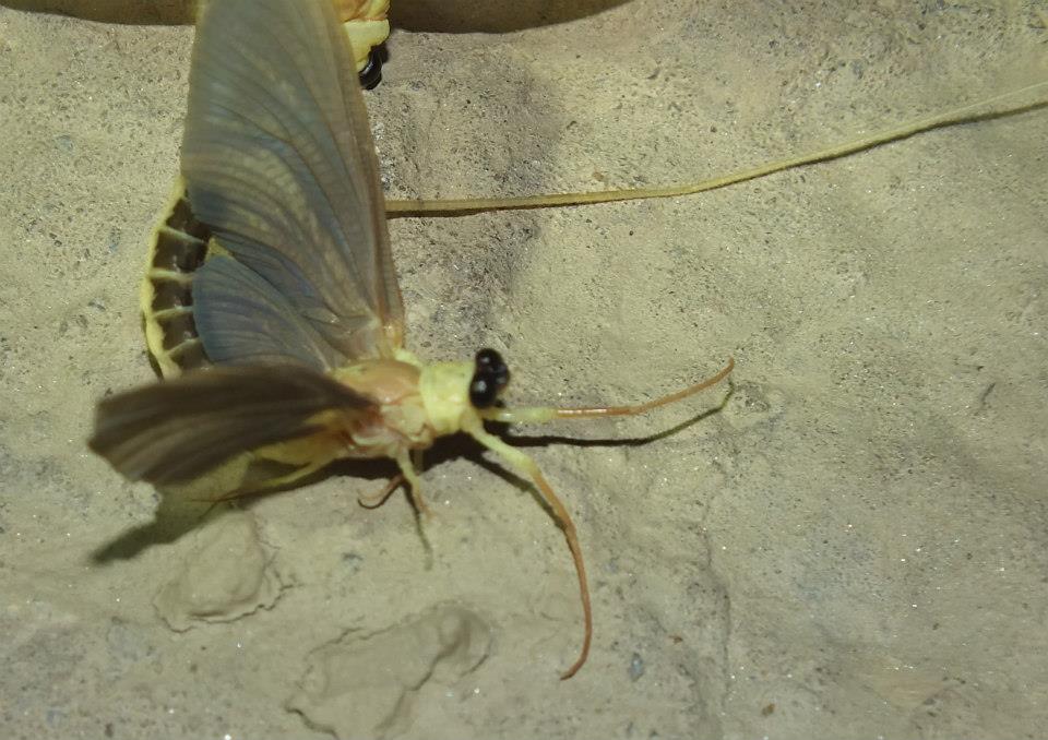 tiszavirág - Palingenia longicauda