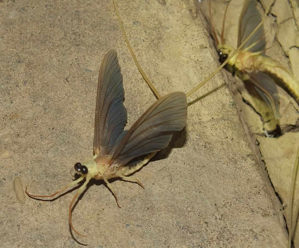 tiszavirág - Palingenia longicauda