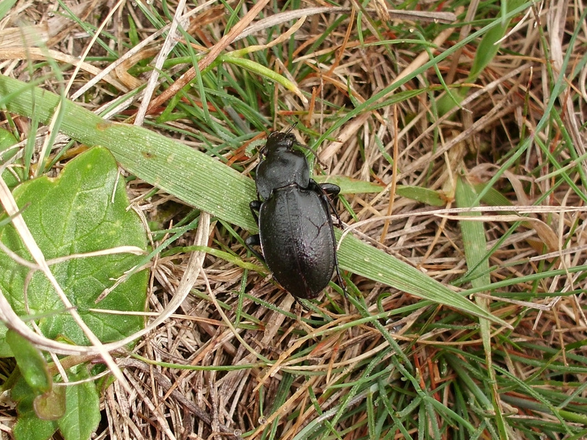 érdes futrinka - Carabus scabriusculus