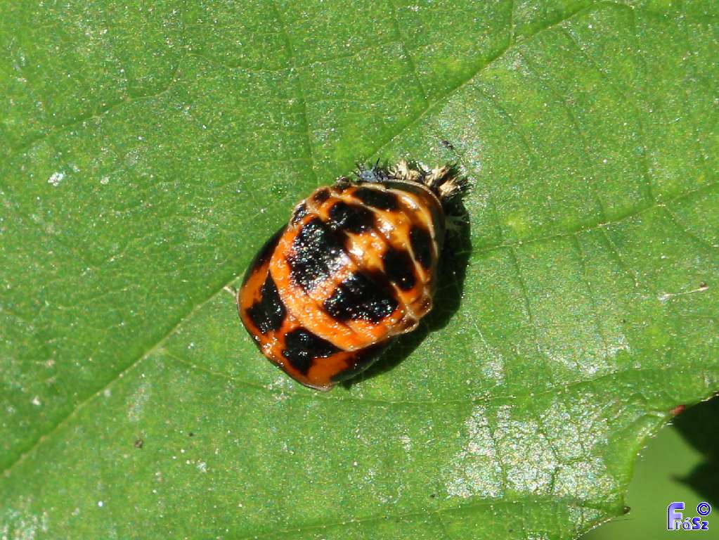 harlekinkatica - Harmonia axyridis