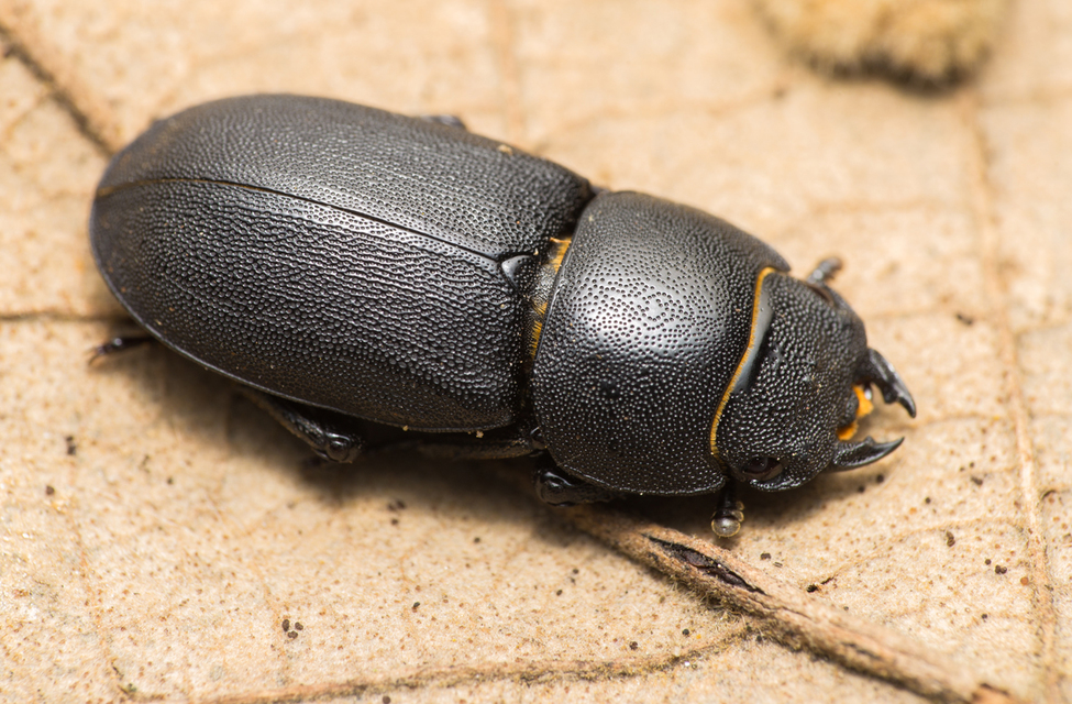 kis szarvasbogár - Dorcus parallelipipedus