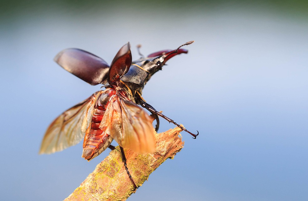 nagy szarvasbogár - Lucanus cervus