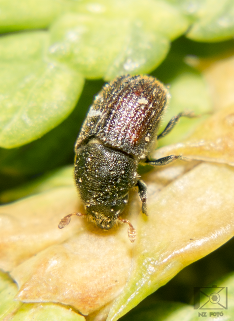 tujaszú - Phloeosinus thujae