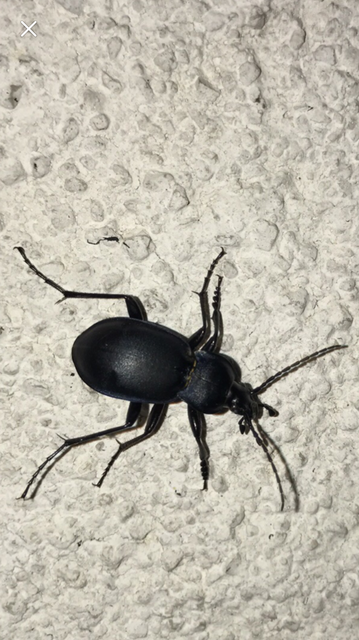 selymes futrinka - Carabus convexus