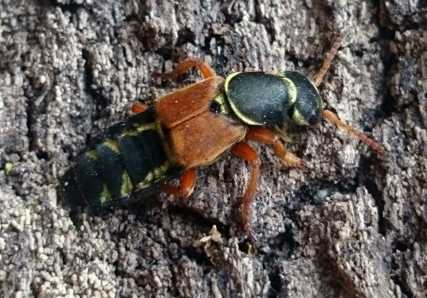 aranysujtásos holyva - Staphylinus caesareus