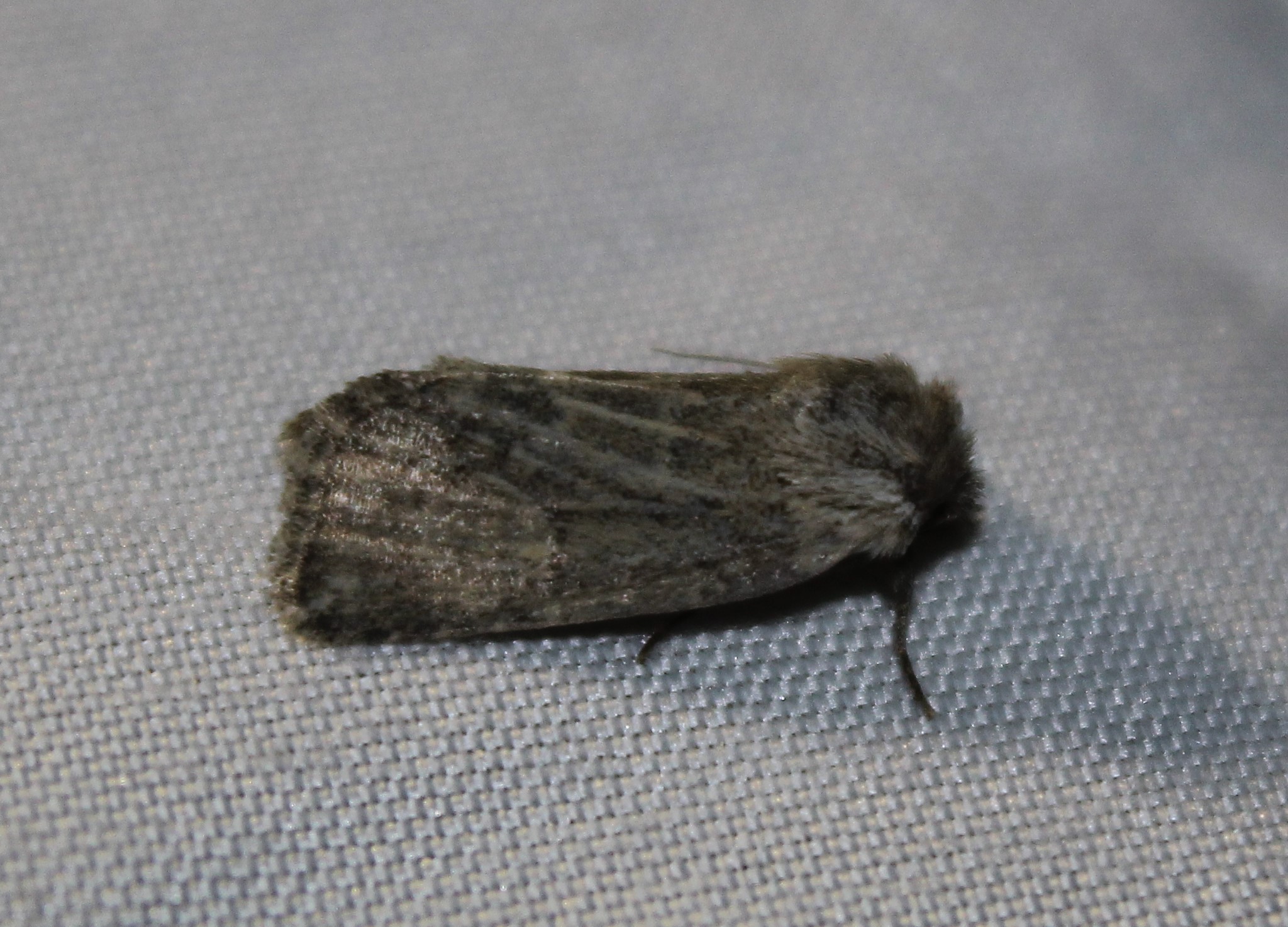 változékony sásbagoly - Photedes fluxa