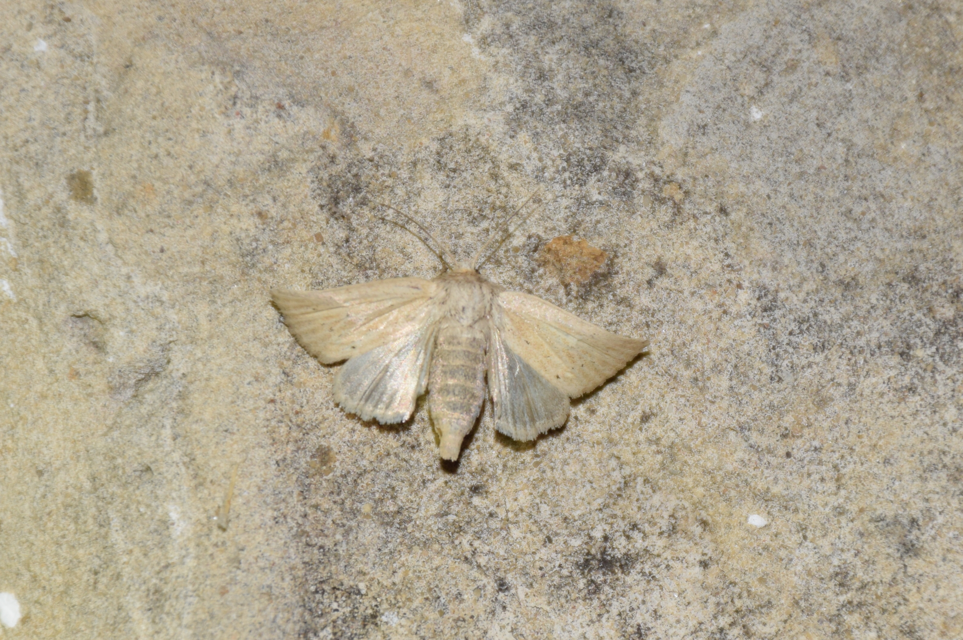 nádtippan-sásbagoly - Photedes extrema