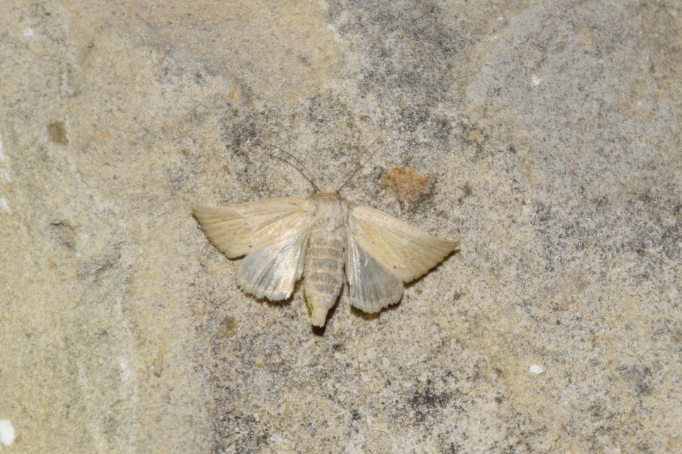 nádtippan-sásbagoly - Photedes extrema