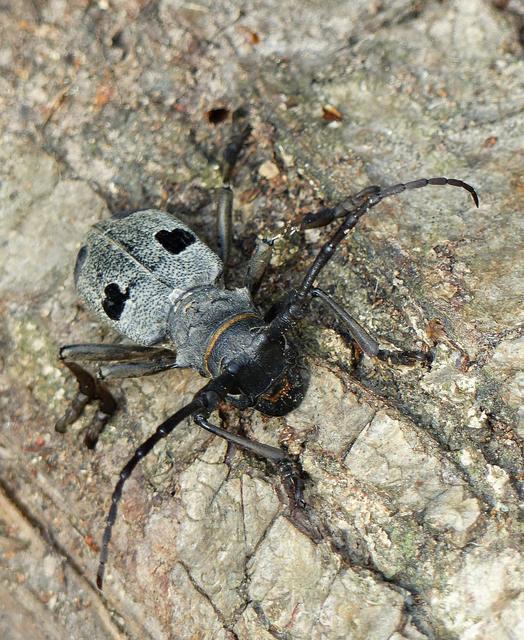 gyászcincér - Morimus asper funereus
