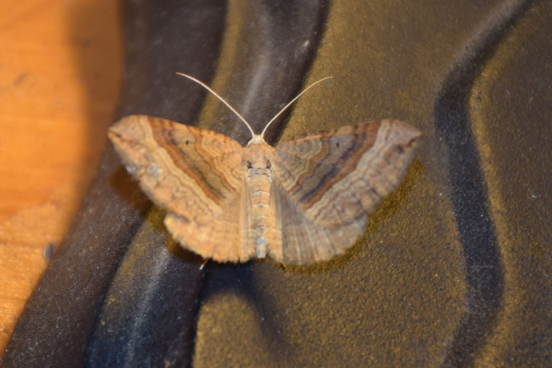 libatop-araszoló - Scotopteryx chenopodiata