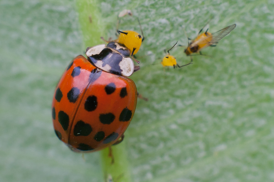 harlekinkatica - Harmonia axyridis