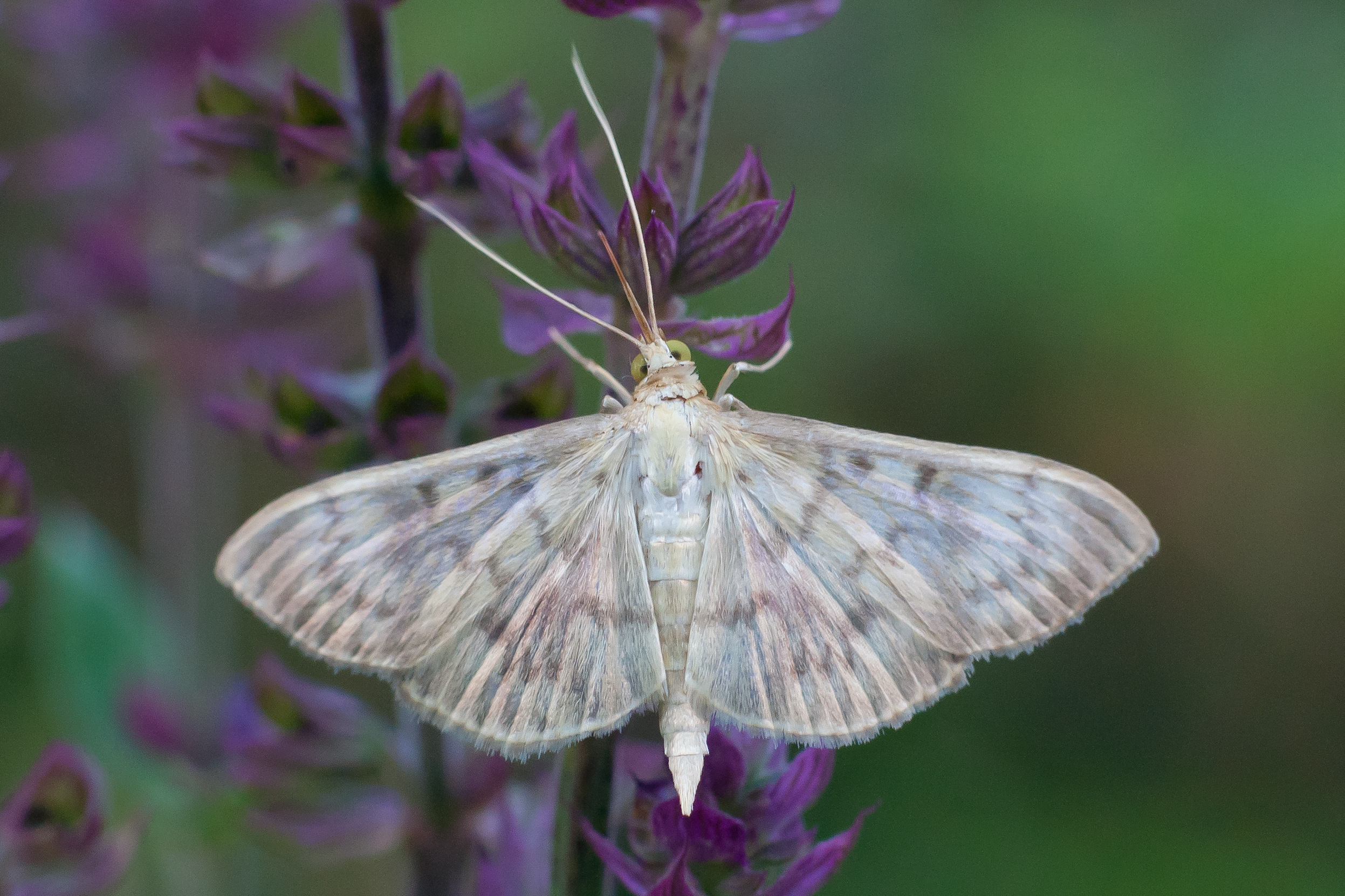 csalánevő tűzmoly - Patania ruralis