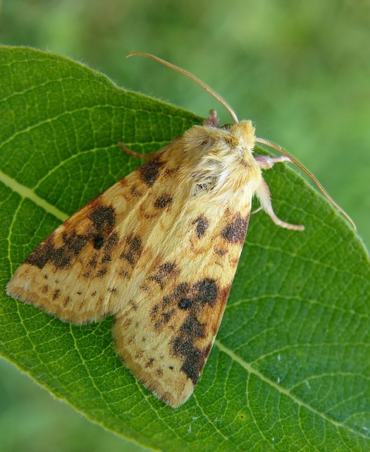 nyárfa-sárgabagoly - Xanthia icteritia