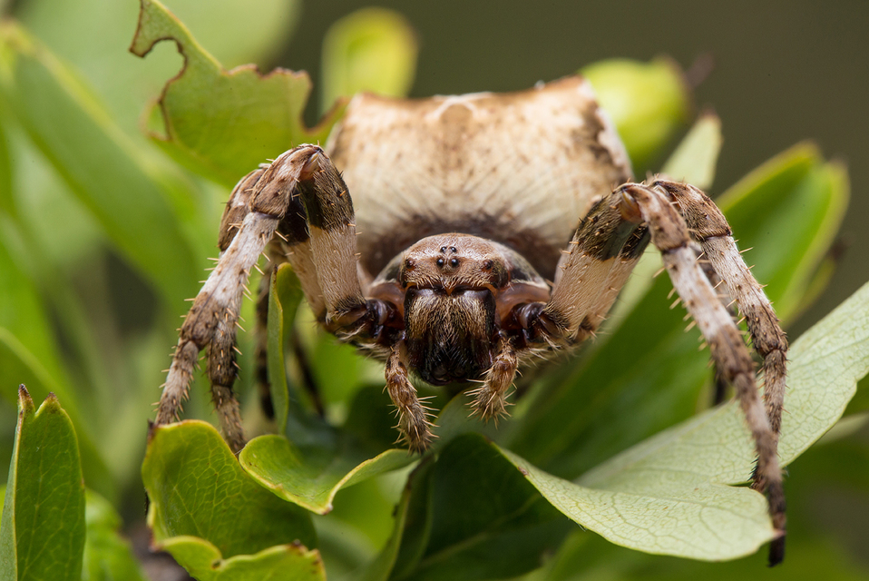 óriás keresztespók - Araneus grossus