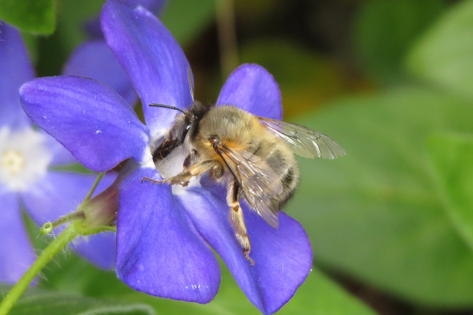 Anthophora