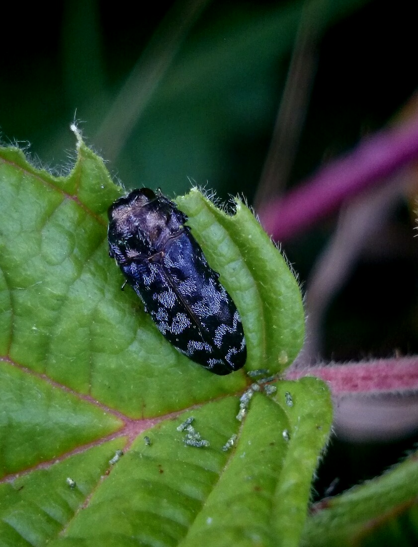 földiszeder-díszbogár - Coraebus rubi