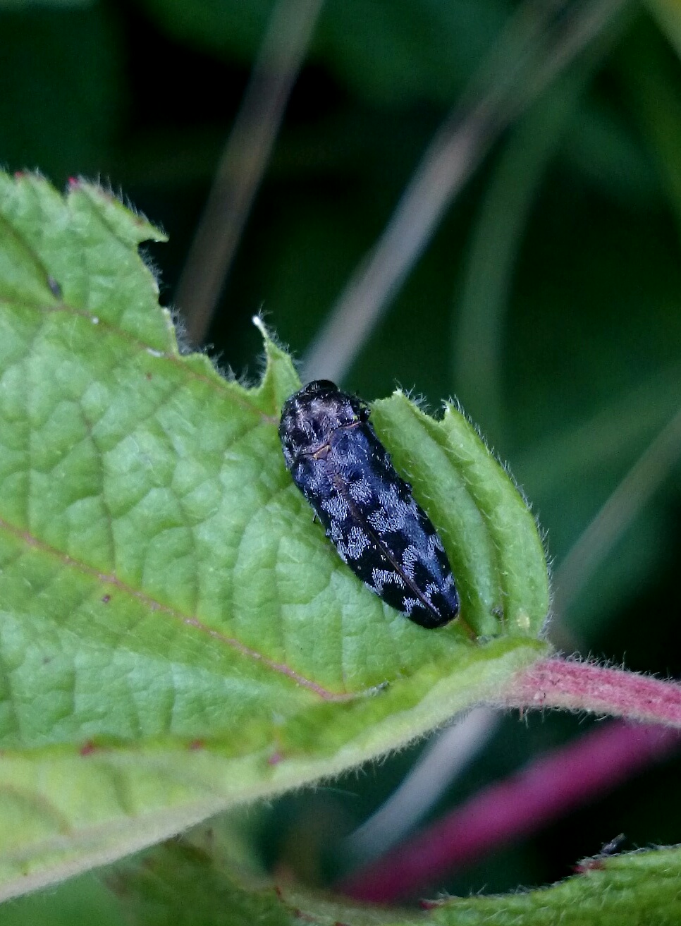 földiszeder-díszbogár - Coraebus rubi