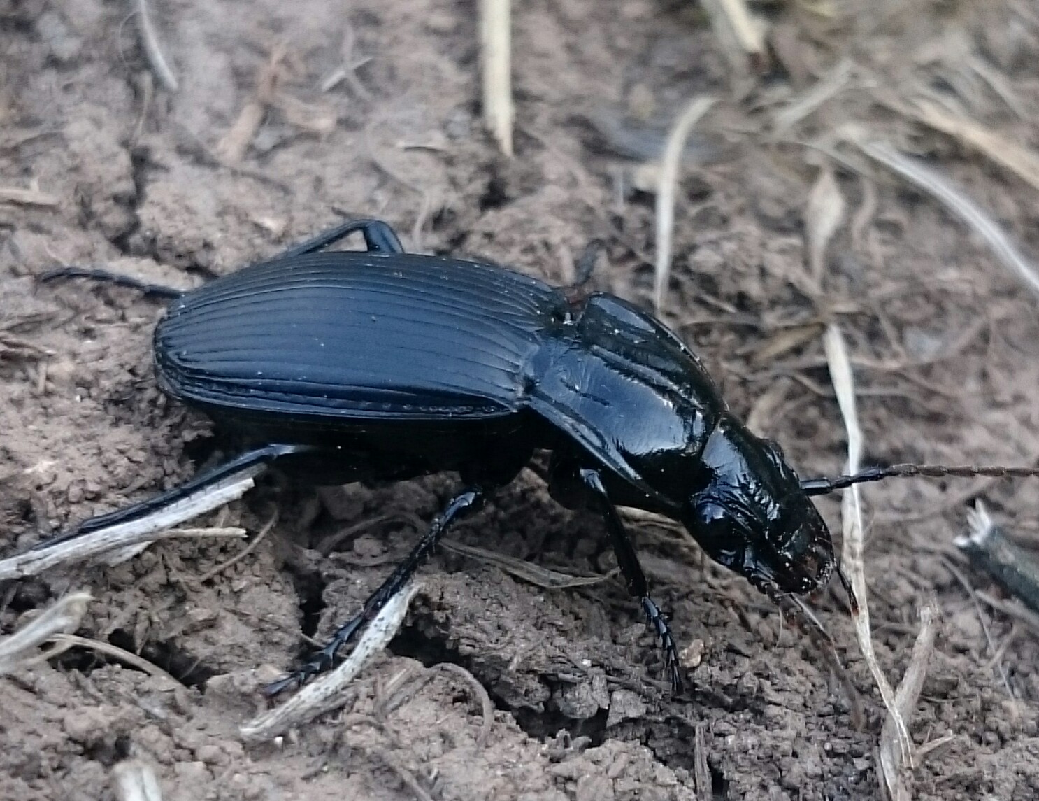 Abax parallelepipedus/parallelus