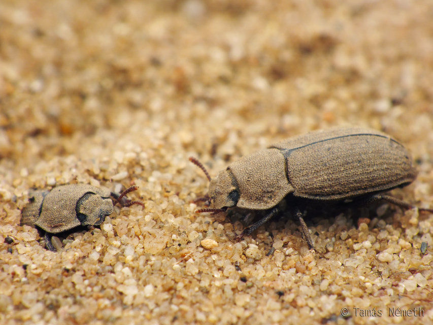 homoki gyászbogár - Gonocephalum pygmaeum