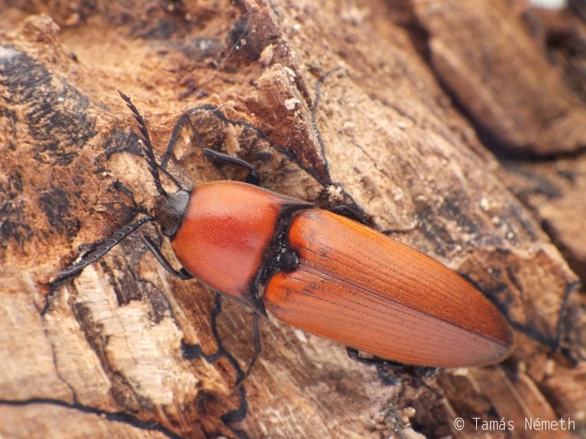 fűzfapattanó - Elater ferrugineus