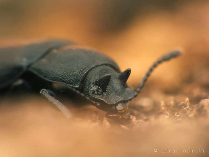 szarvas gyászbogár - Cryphaeus cornutus