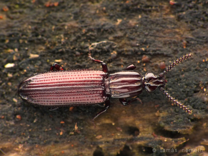 állasbogárfélék - Rhysodidae