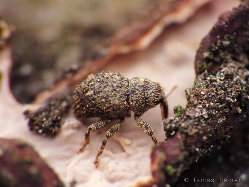 ormányosbogár-félék - Curculionidae