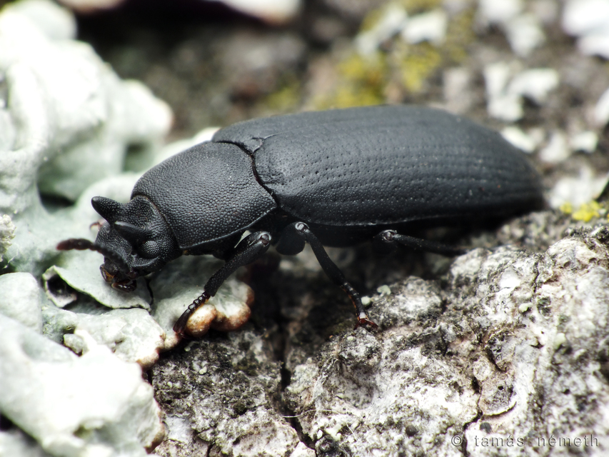 szarvas gyászbogár - Cryphaeus cornutus