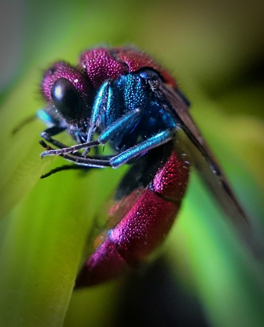 fémdarazsak - Chrysididae