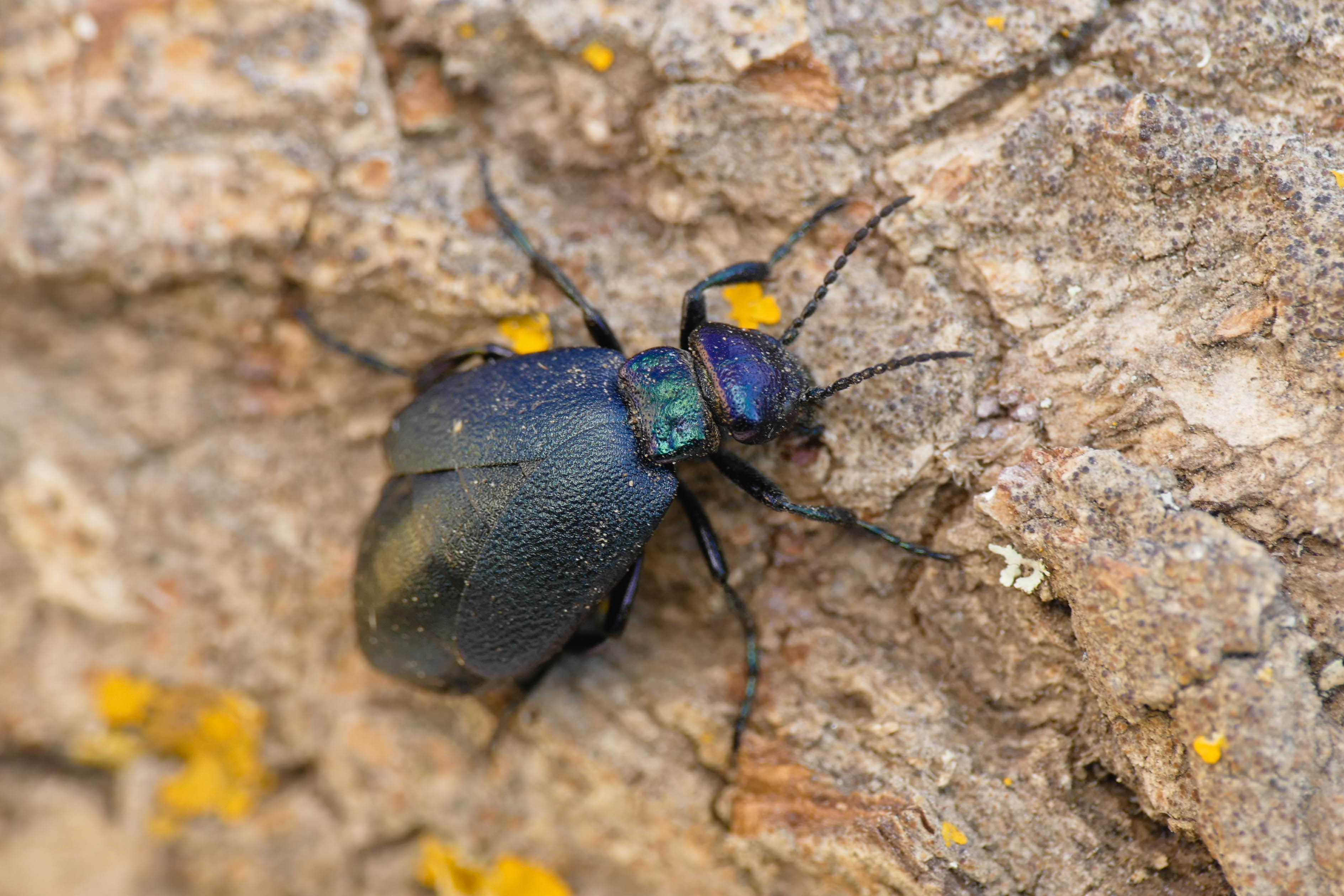 csinos nünüke - Meloe decorus