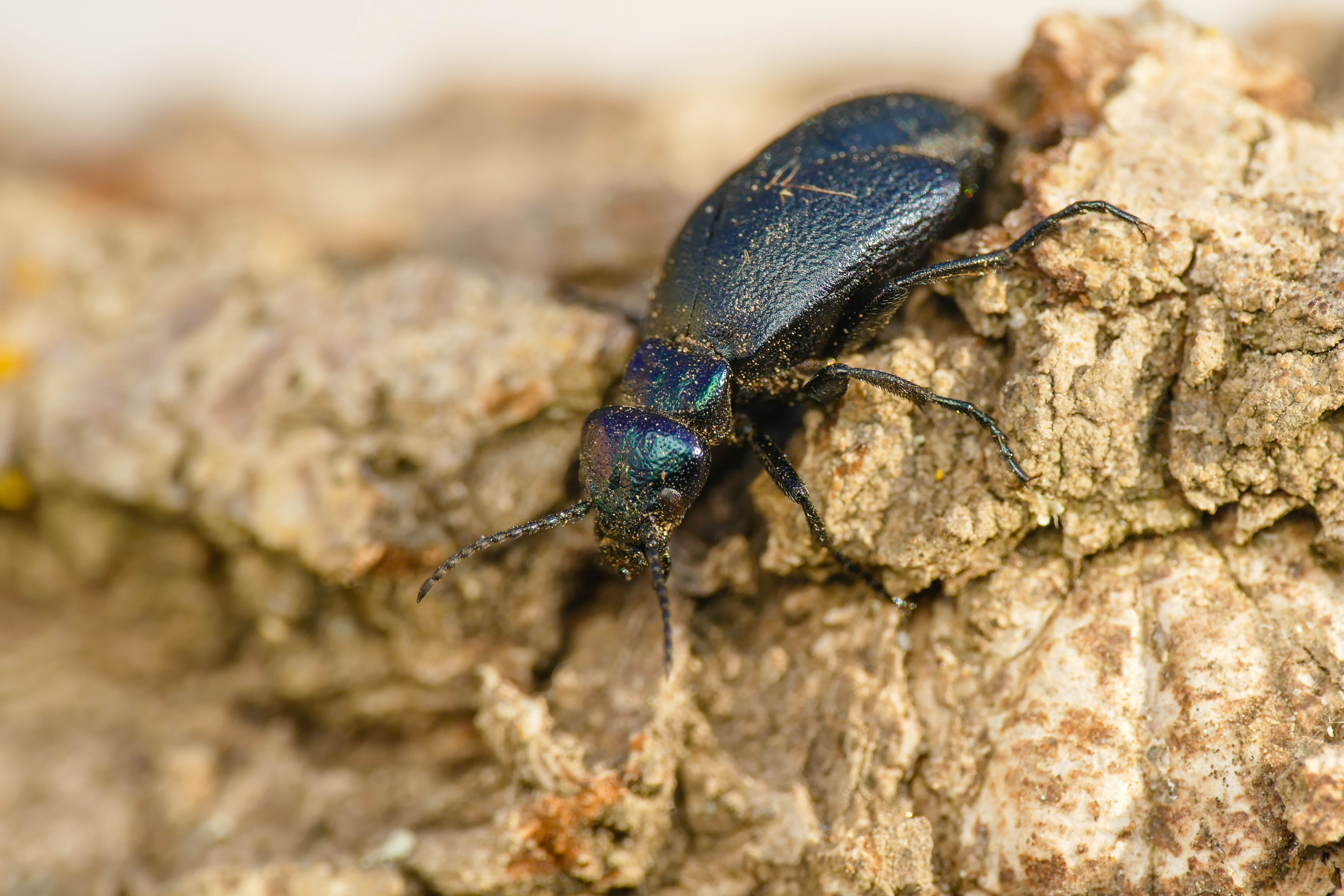 csinos nünüke - Meloe decorus