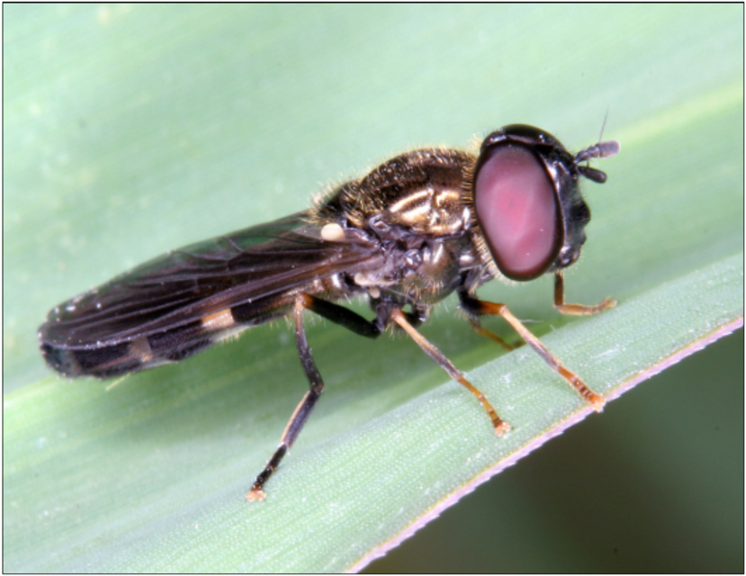 kétfoltú nádilégy - Pyrophaena rosarum