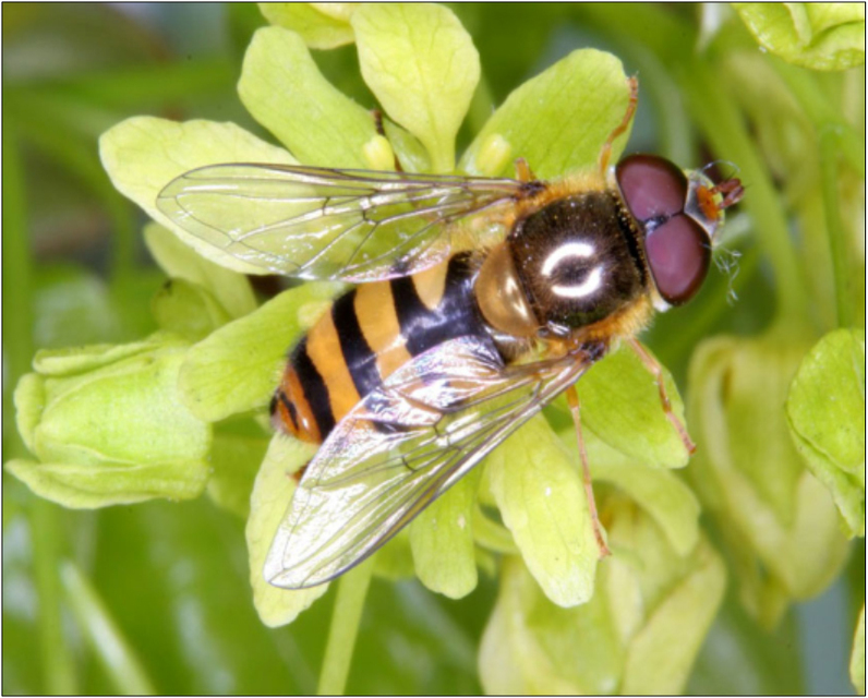 ragyogó rétizengőlégy - Epistrophe nitidicollis