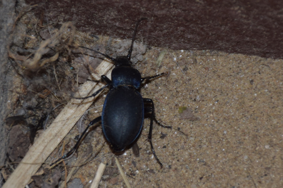 selymes futrinka - Carabus convexus