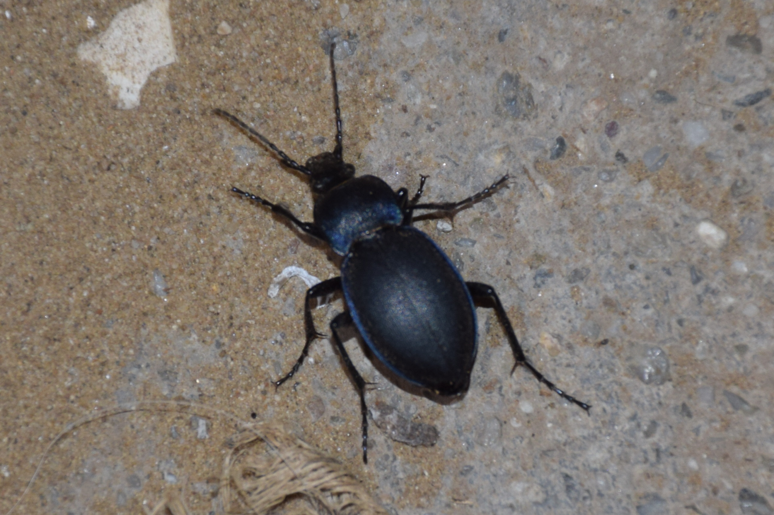 selymes futrinka - Carabus convexus