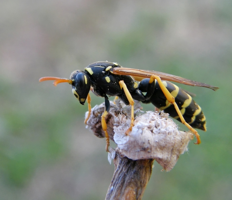 Polistes