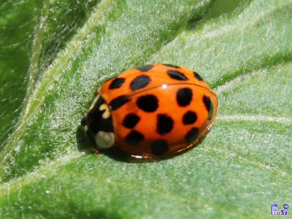harlekinkatica - Harmonia axyridis
