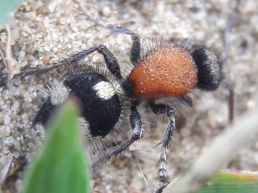 hangyadarazsak - Mutillidae