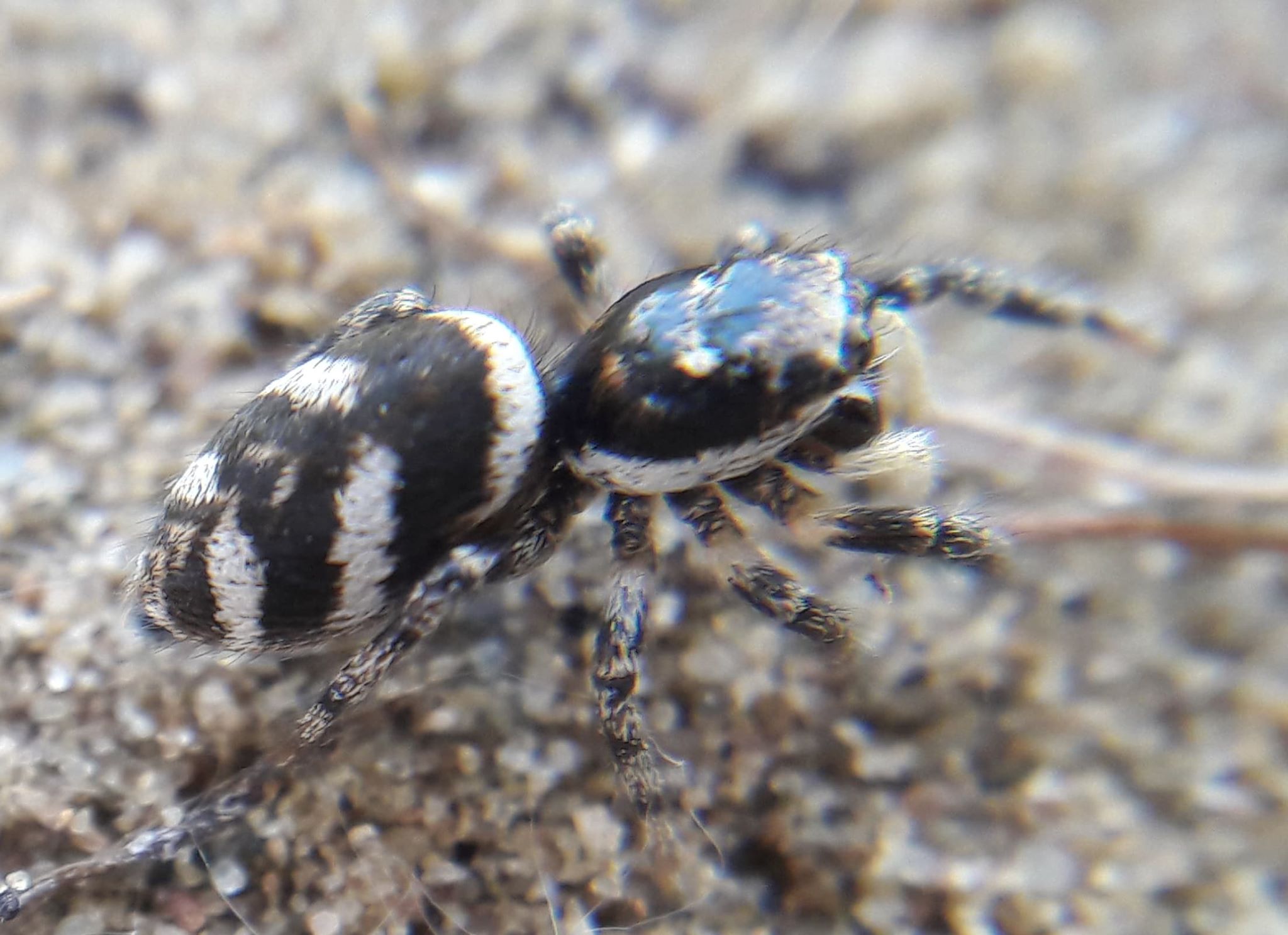 zebra ugrópók - Salticus zebraneus