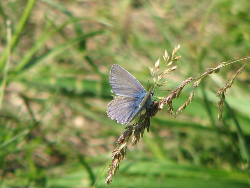 közönséges boglárka - Polyommatus icarus