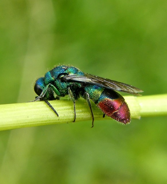 Chrysis fulgida